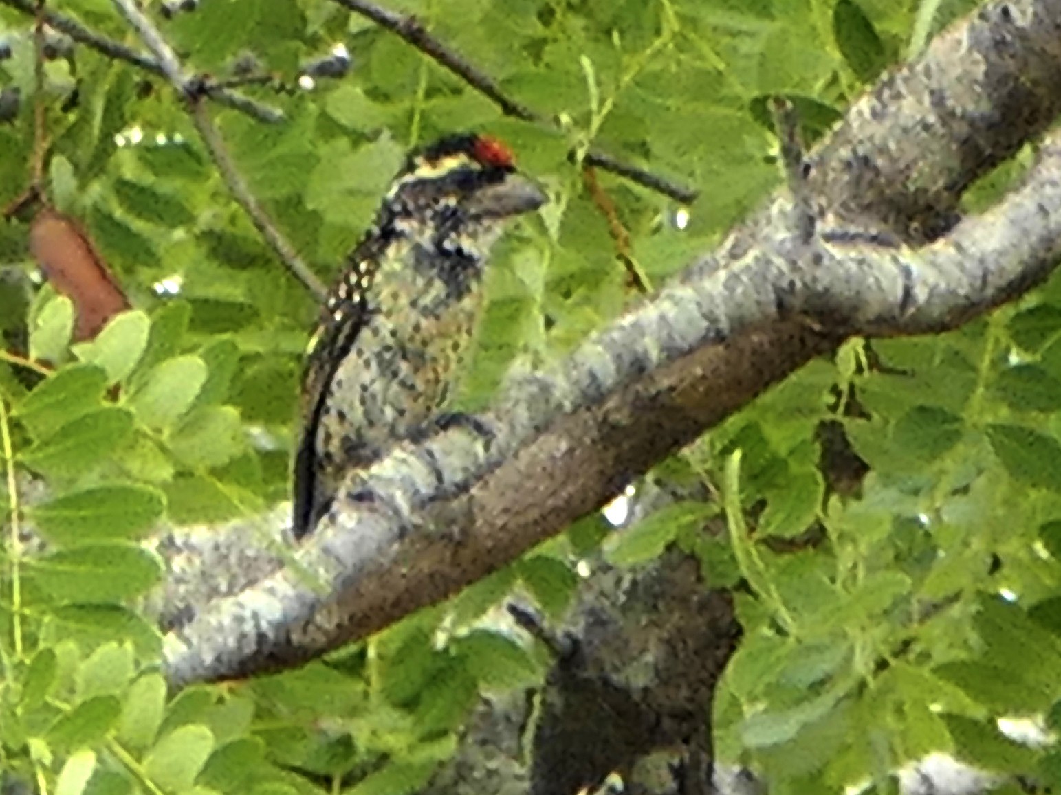 Barbudo del miombo - eBird