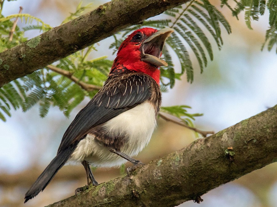 Brown-breasted Barbet - eBird