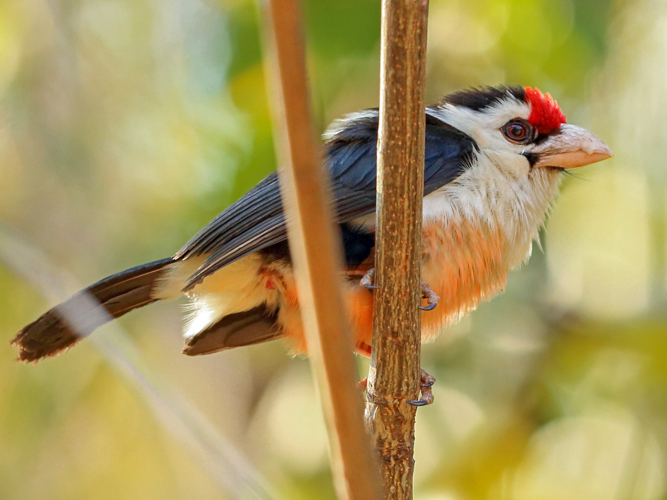 Black-backed Barbet - eBird