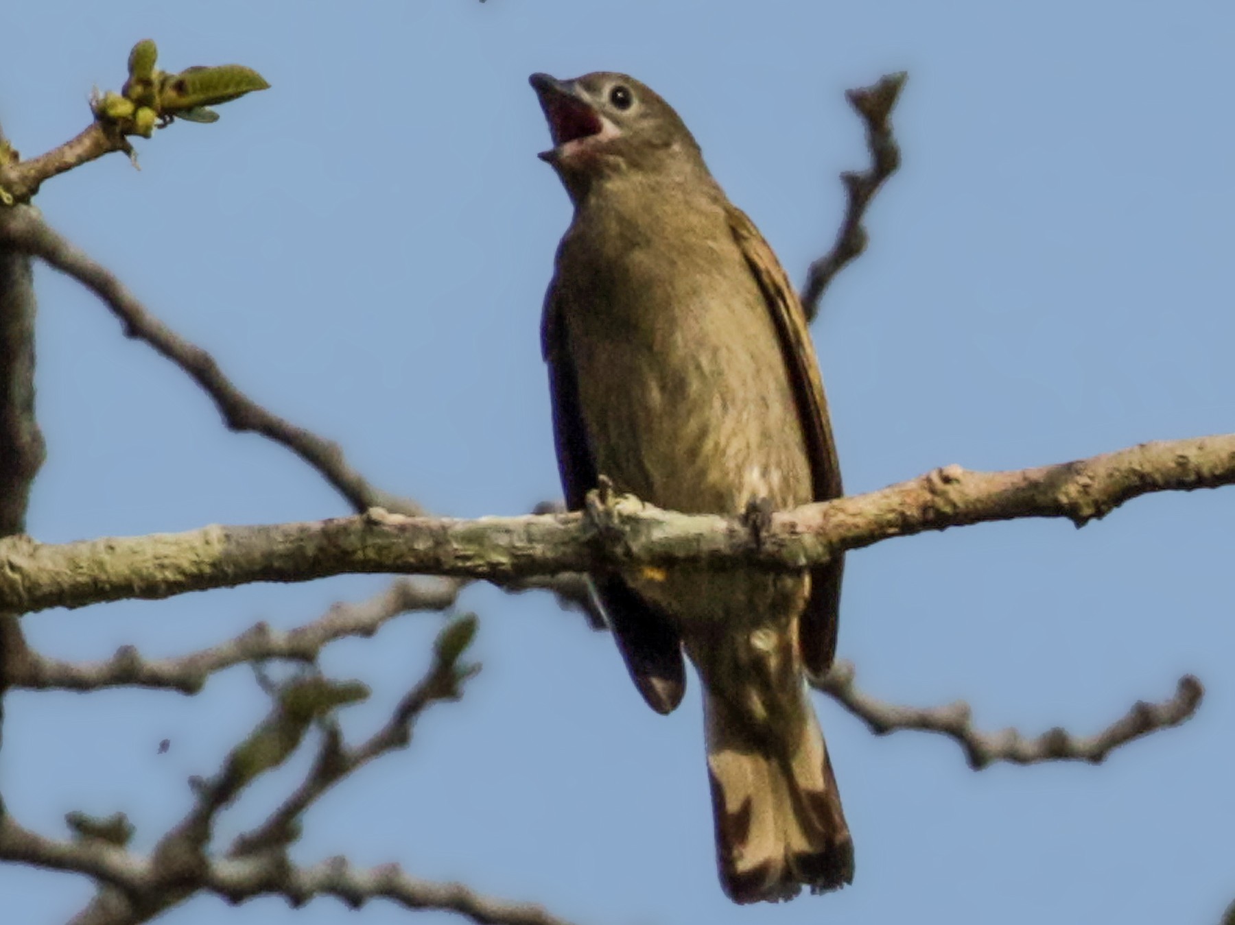 Willcocks's Honeyguide - eBird