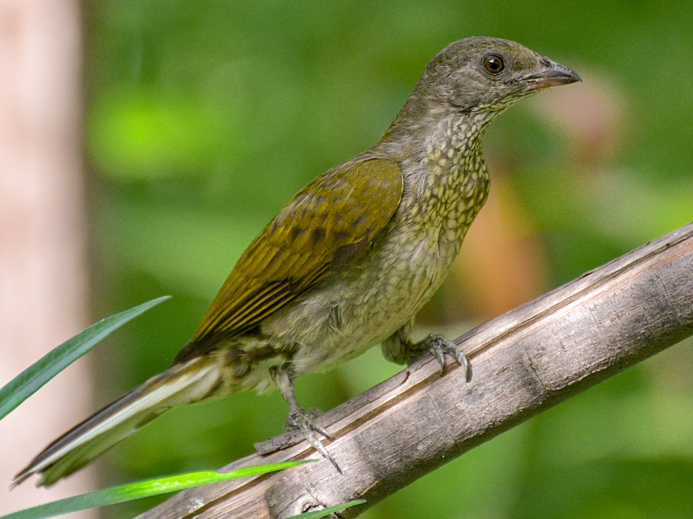 Spotted Honeyguide - eBird