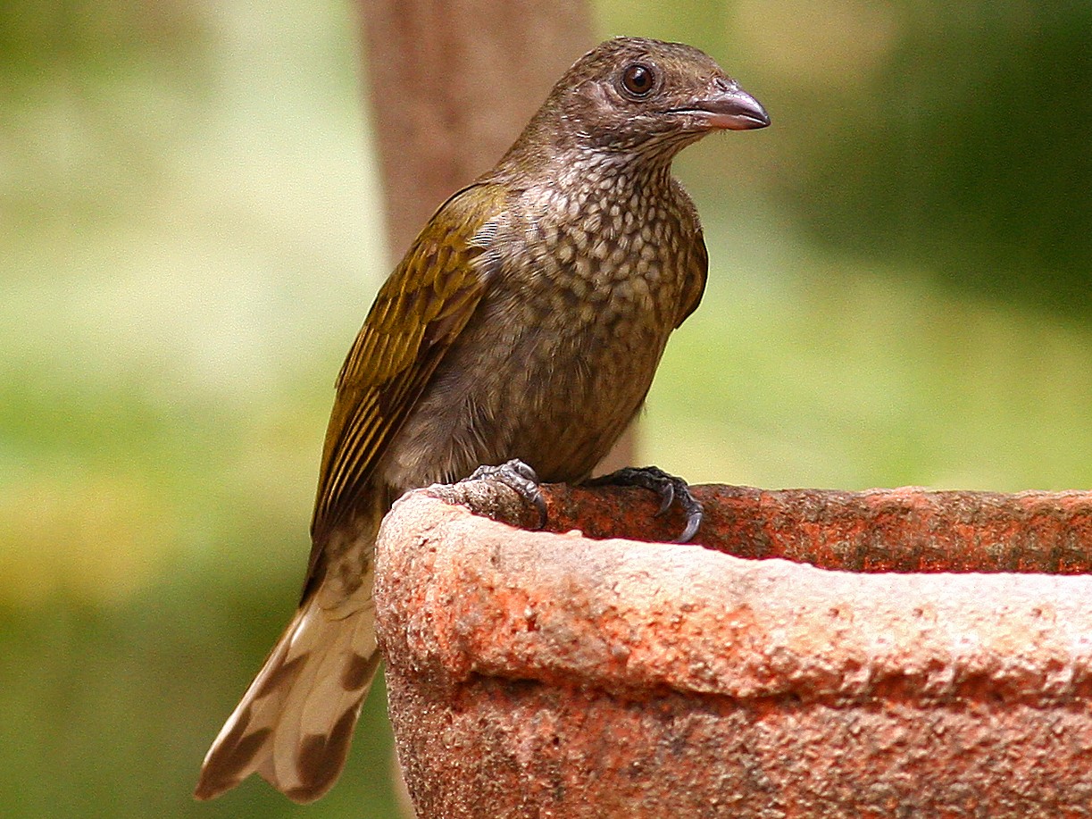 Spotted Honeyguide - eBird