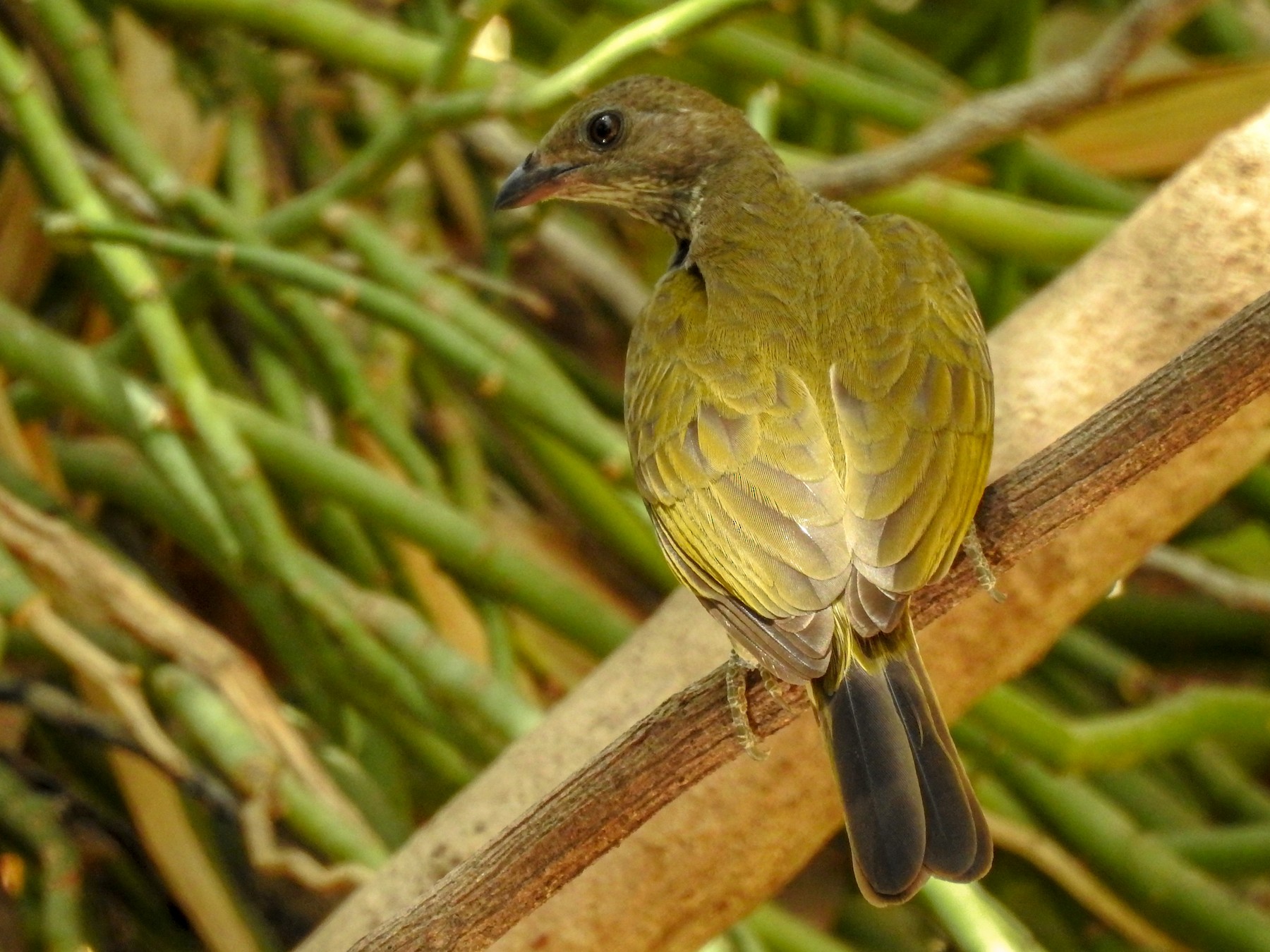 Spotted Honeyguide - eBird