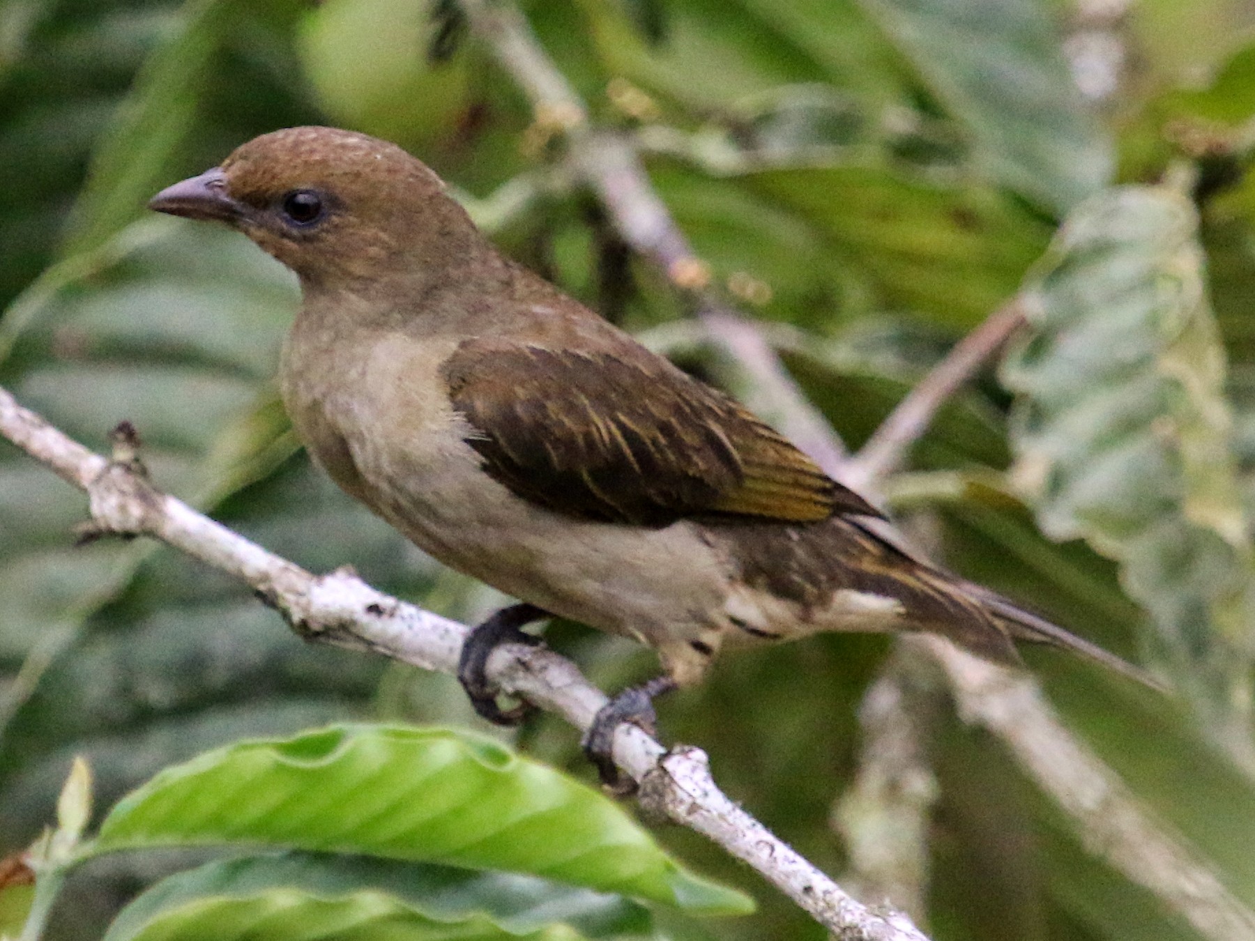 Lyre-tailed Honeyguide - eBird