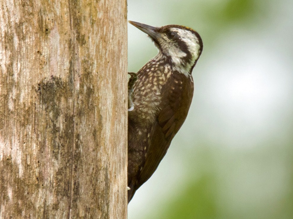 Pito Coronado - eBird