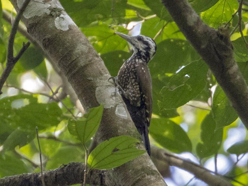 Pito Coronado - eBird