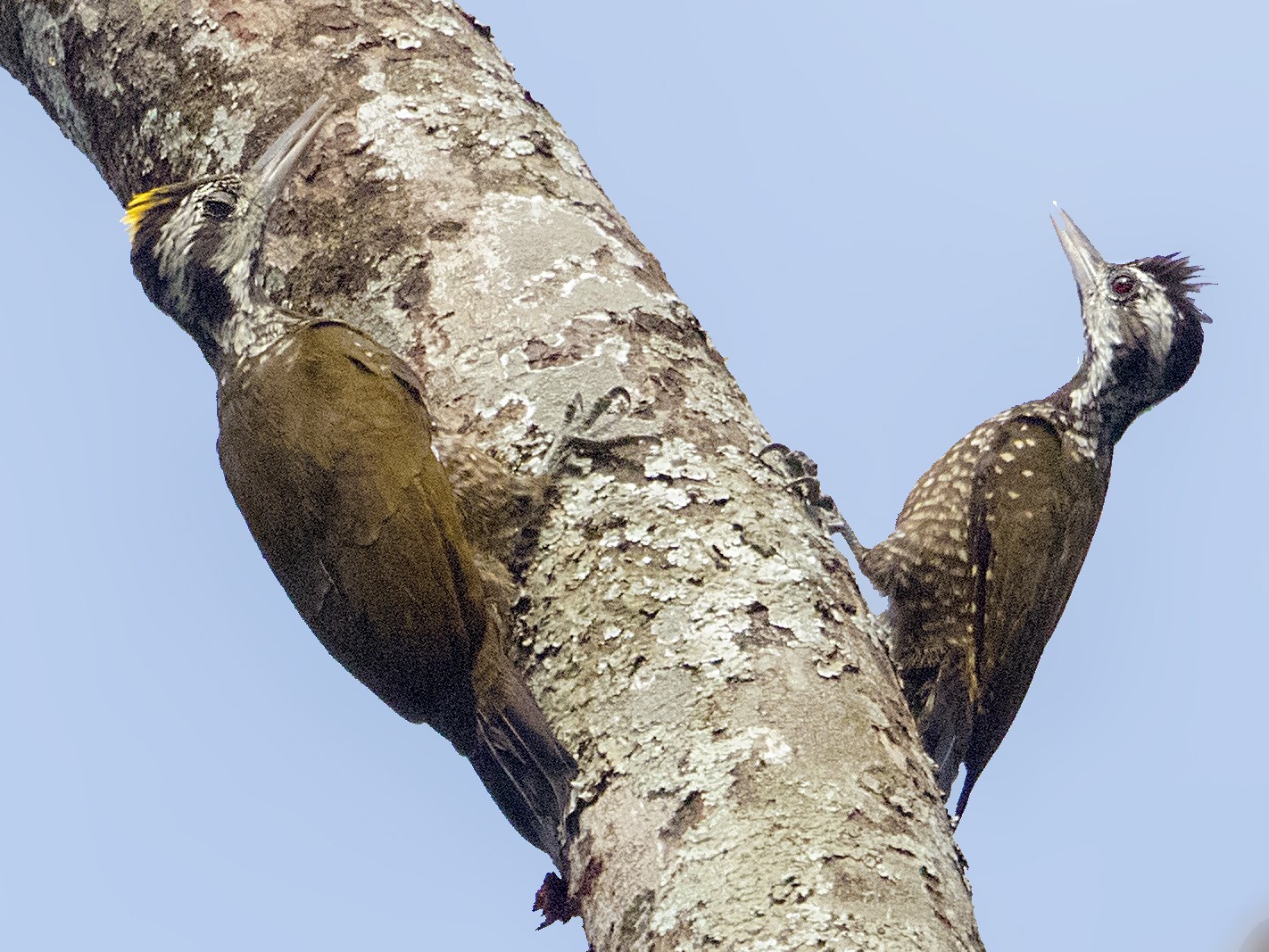 Pito coronado - eBird