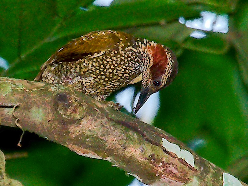 Brown-eared Woodpecker - eBird