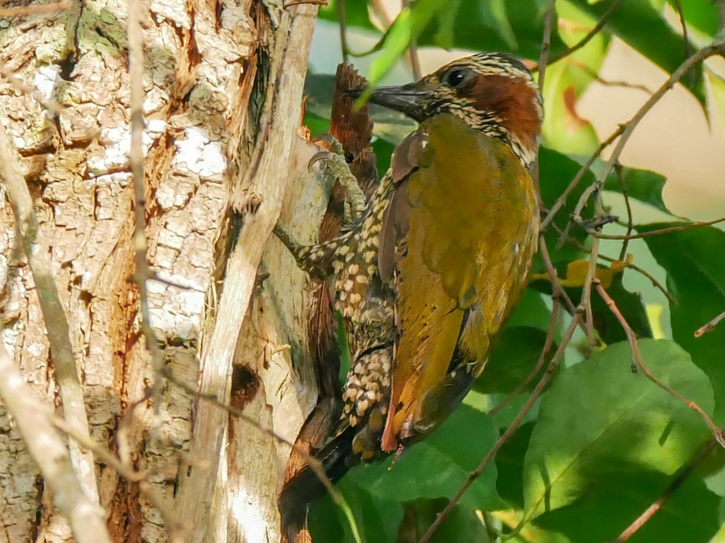Brown-eared Woodpecker - eBird