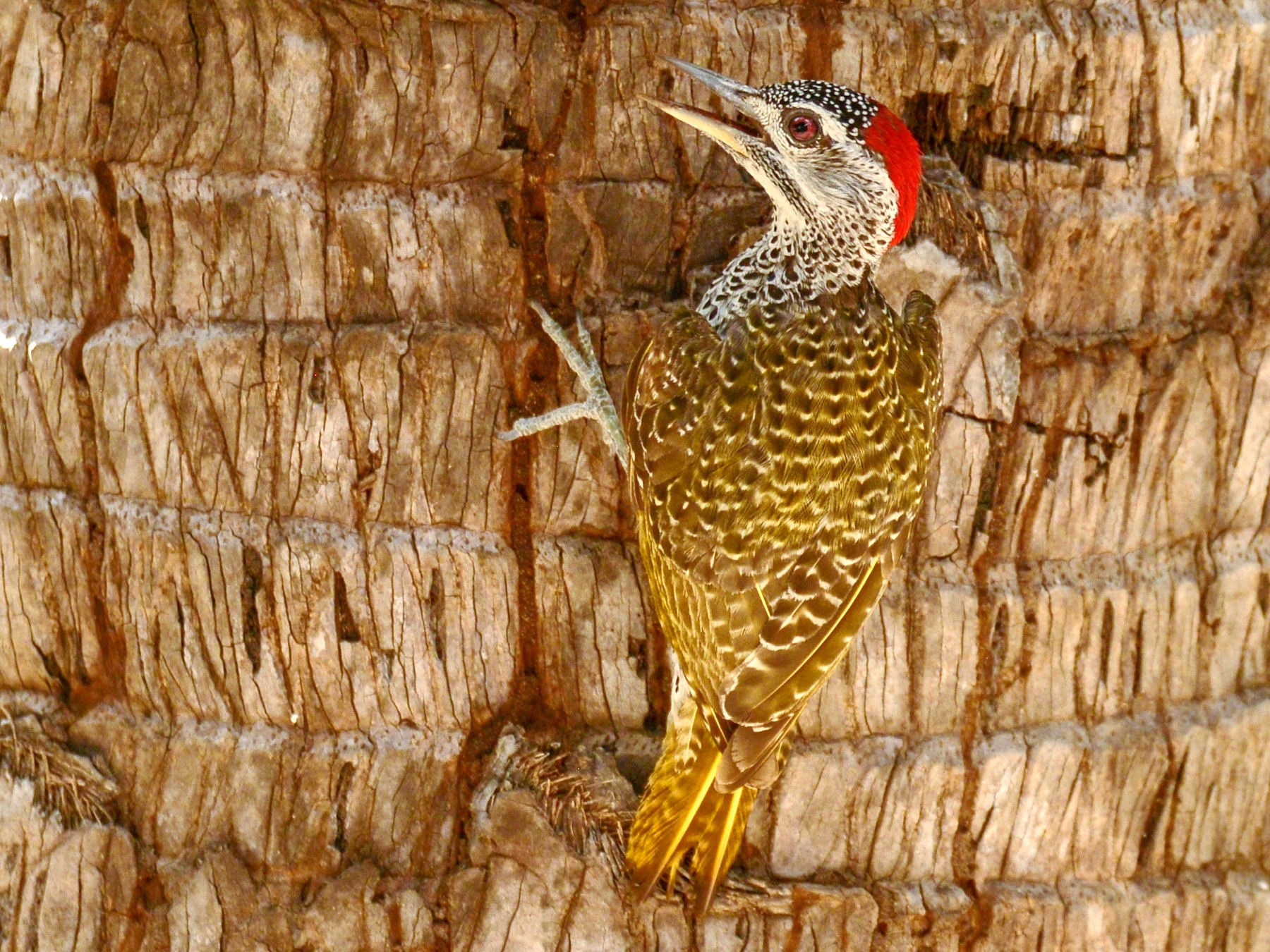 Pito de Tanzania - eBird