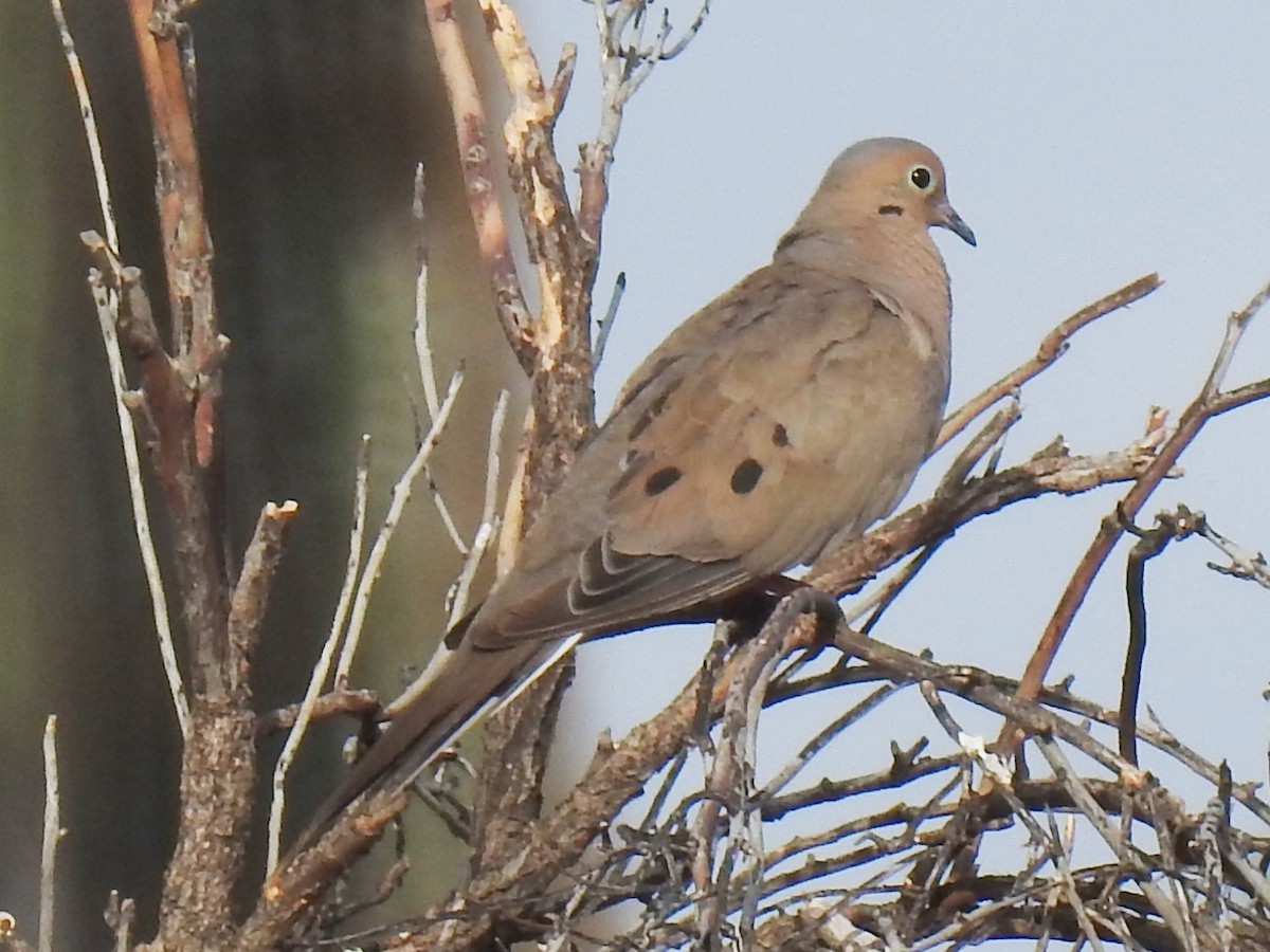 eBird Checklist - 25 Jul 2020 - Griffin Riley home - 23 species