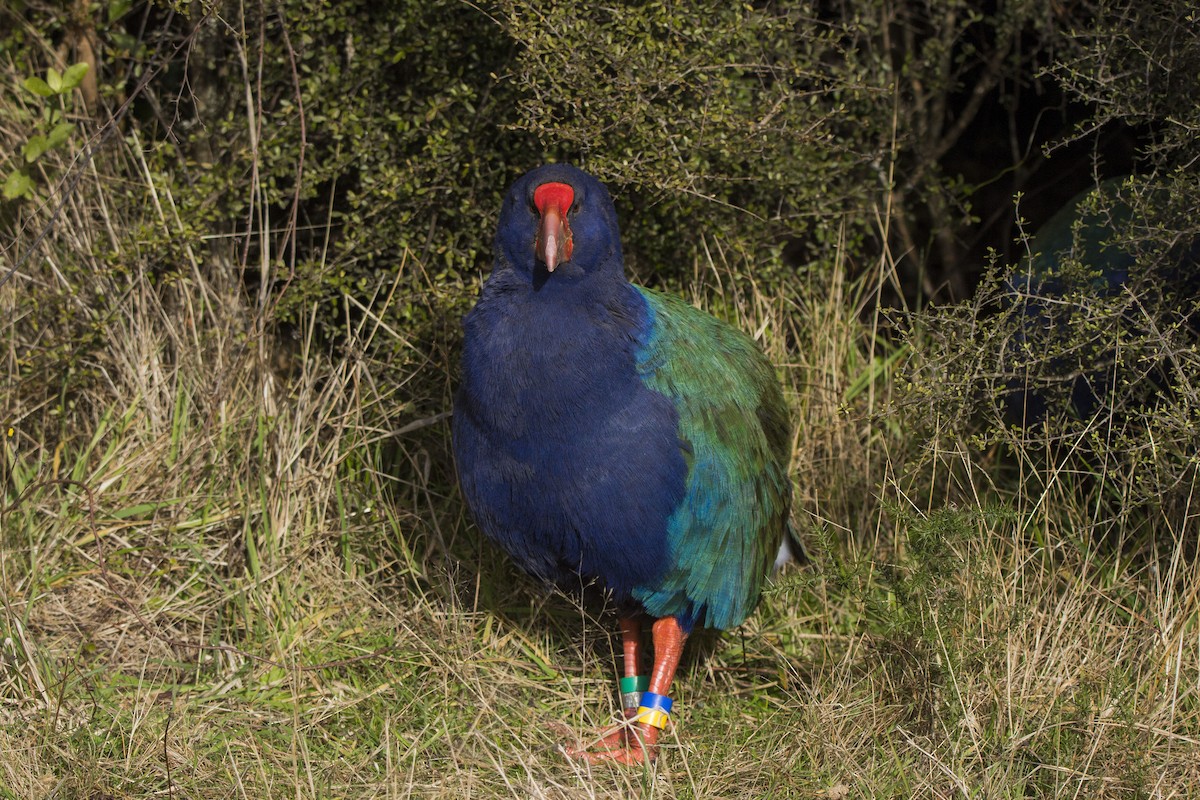 New Zealand Bird Atlas Checklist - 19 Jul 2020 - Orokonui Ecosanctuary ...