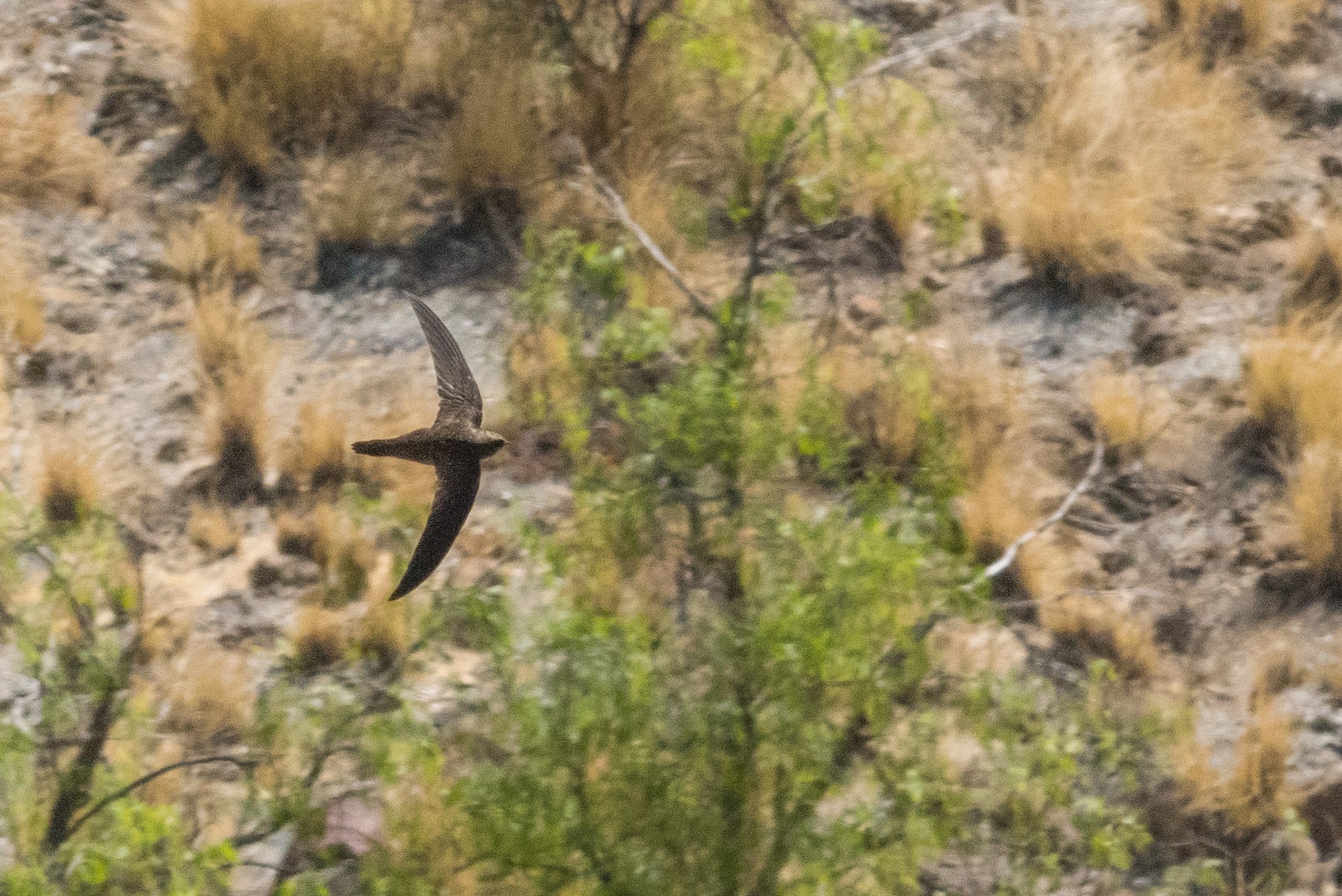 large swift sp. - eBird