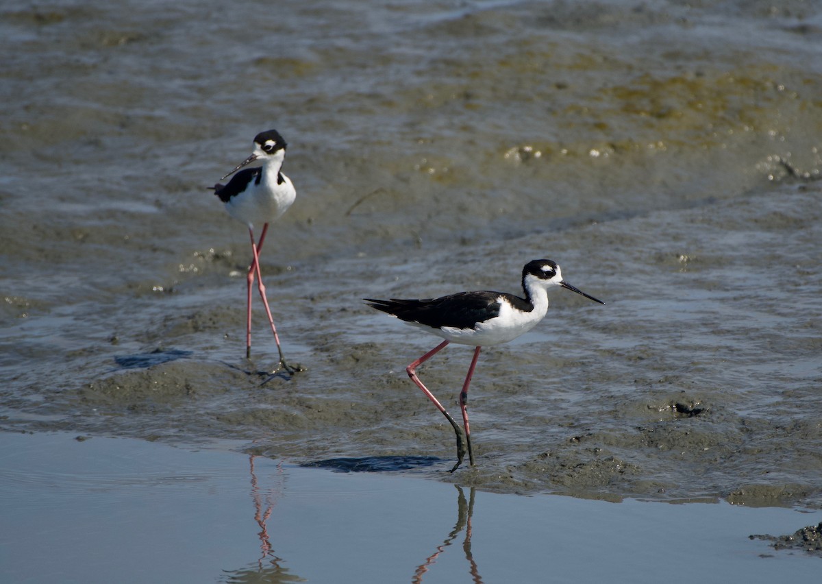 eBird Checklist - 26 Jul 2020 - Palo Alto Baylands - 30 species (+2 ...