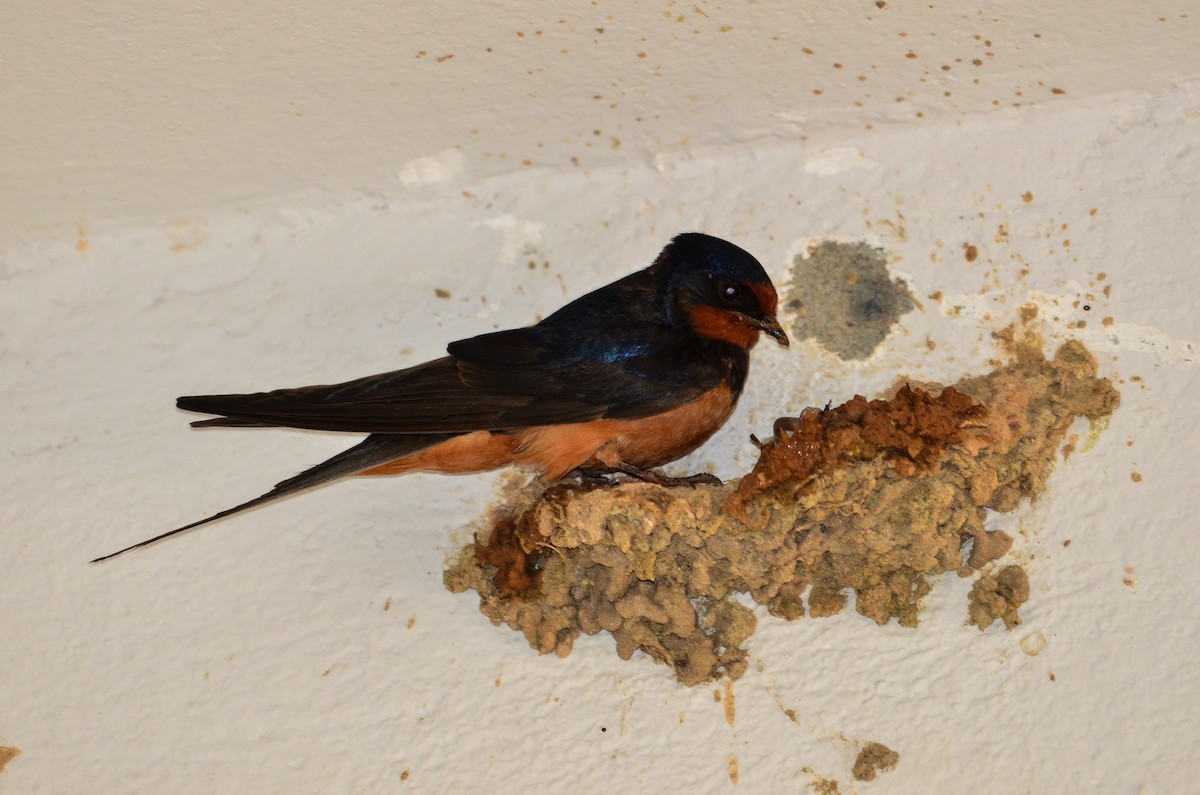 Barn Swallow (Egyptian) - eBird