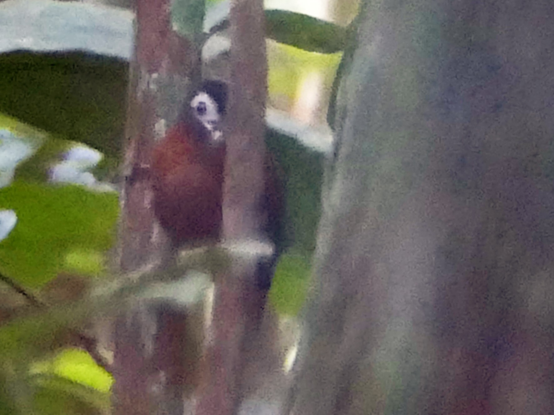 White-masked Antbird - eBird