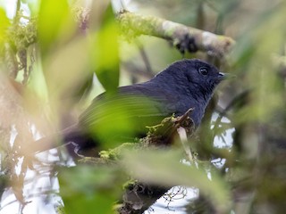 Rufous-vented Tapaculo - eBird