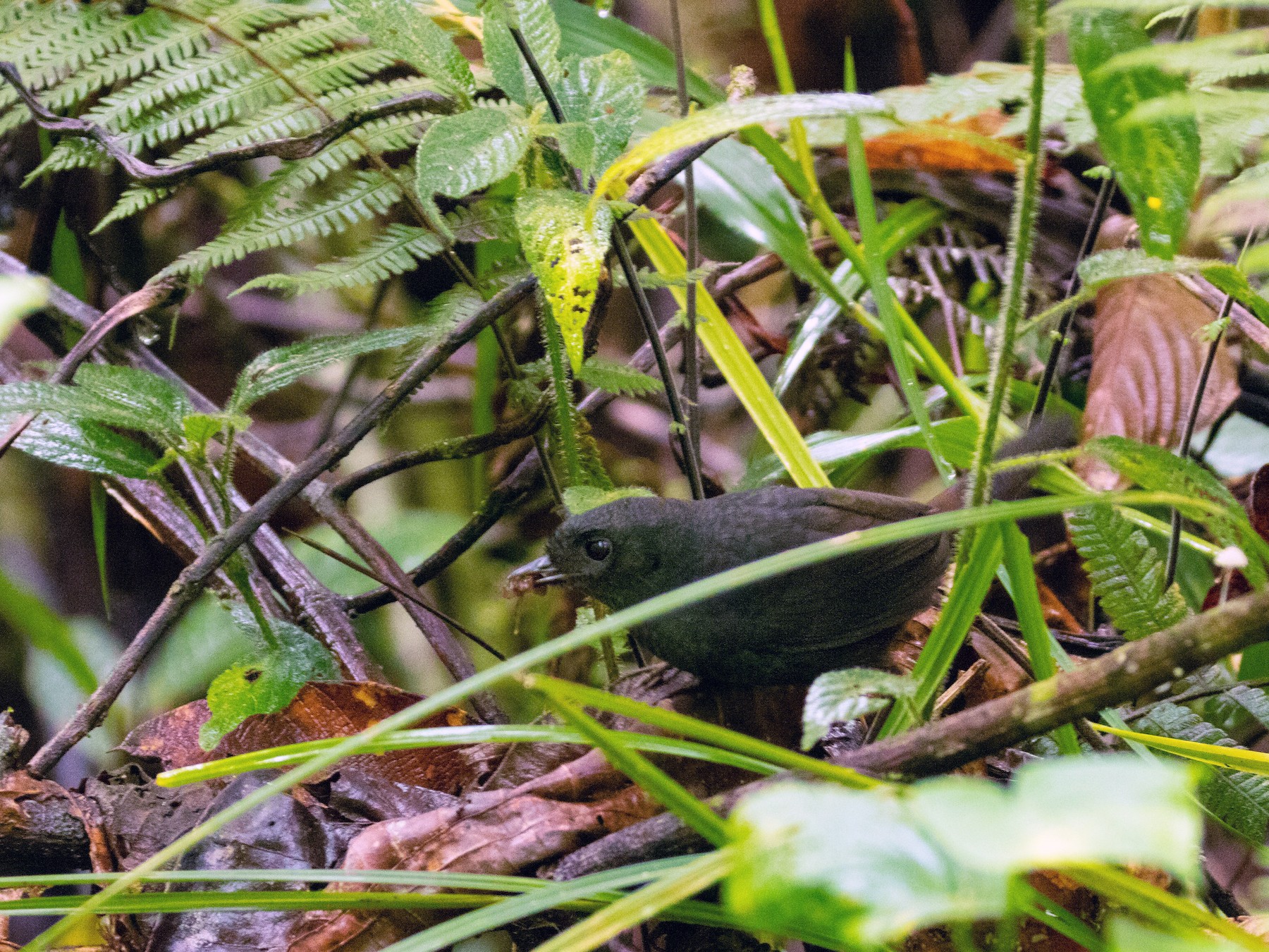 Rufous-vented Tapaculo - eBird