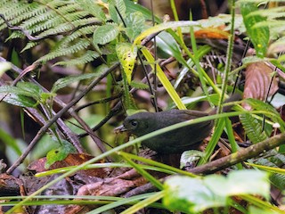 Rufous-vented Tapaculo - eBird