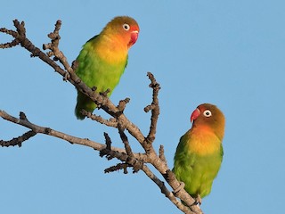 Inséparable de Fischer - eBird