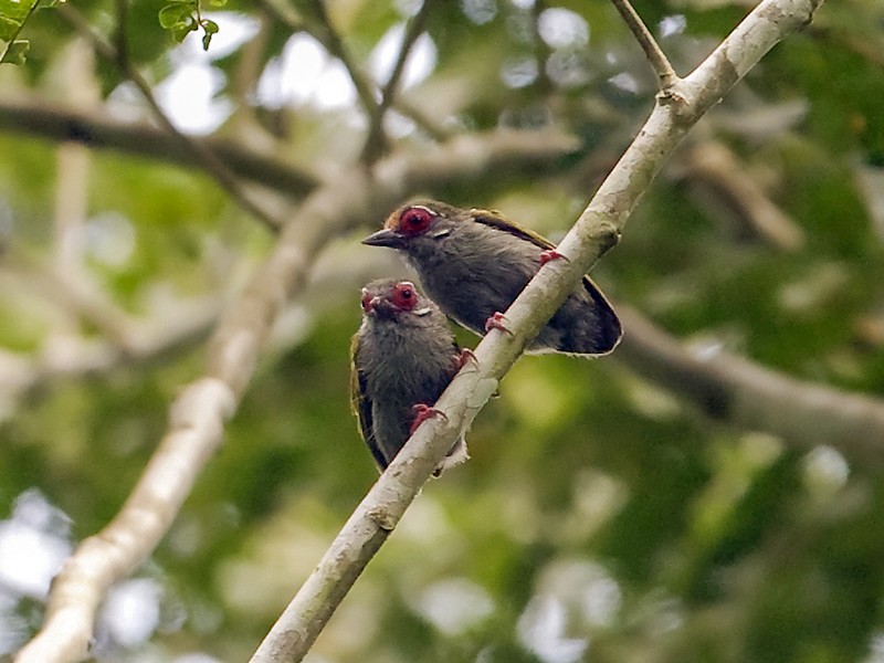African Piculet - eBird
