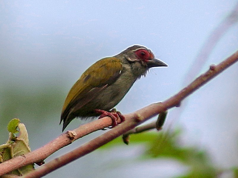African Piculet - eBird