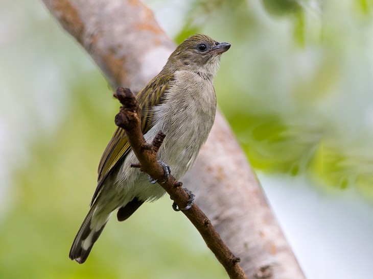 Thick-billed Honeyguide - eBird