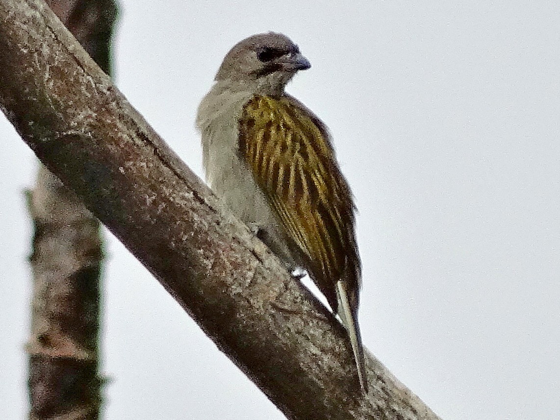 Lesser Honeyguide (Thick-billed) - eBird
