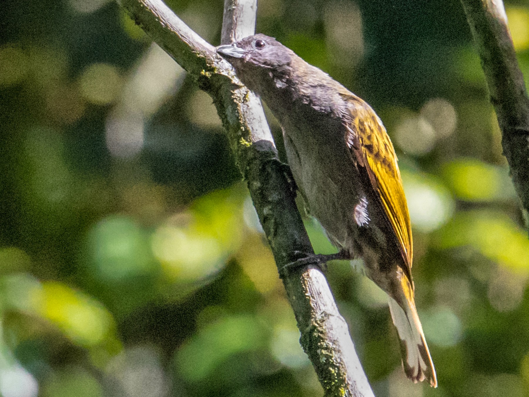 Lesser Honeyguide (Thick-billed) - eBird