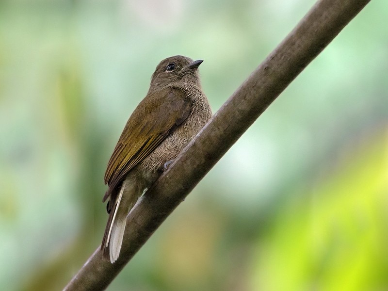Cassin's Honeyguide - eBird