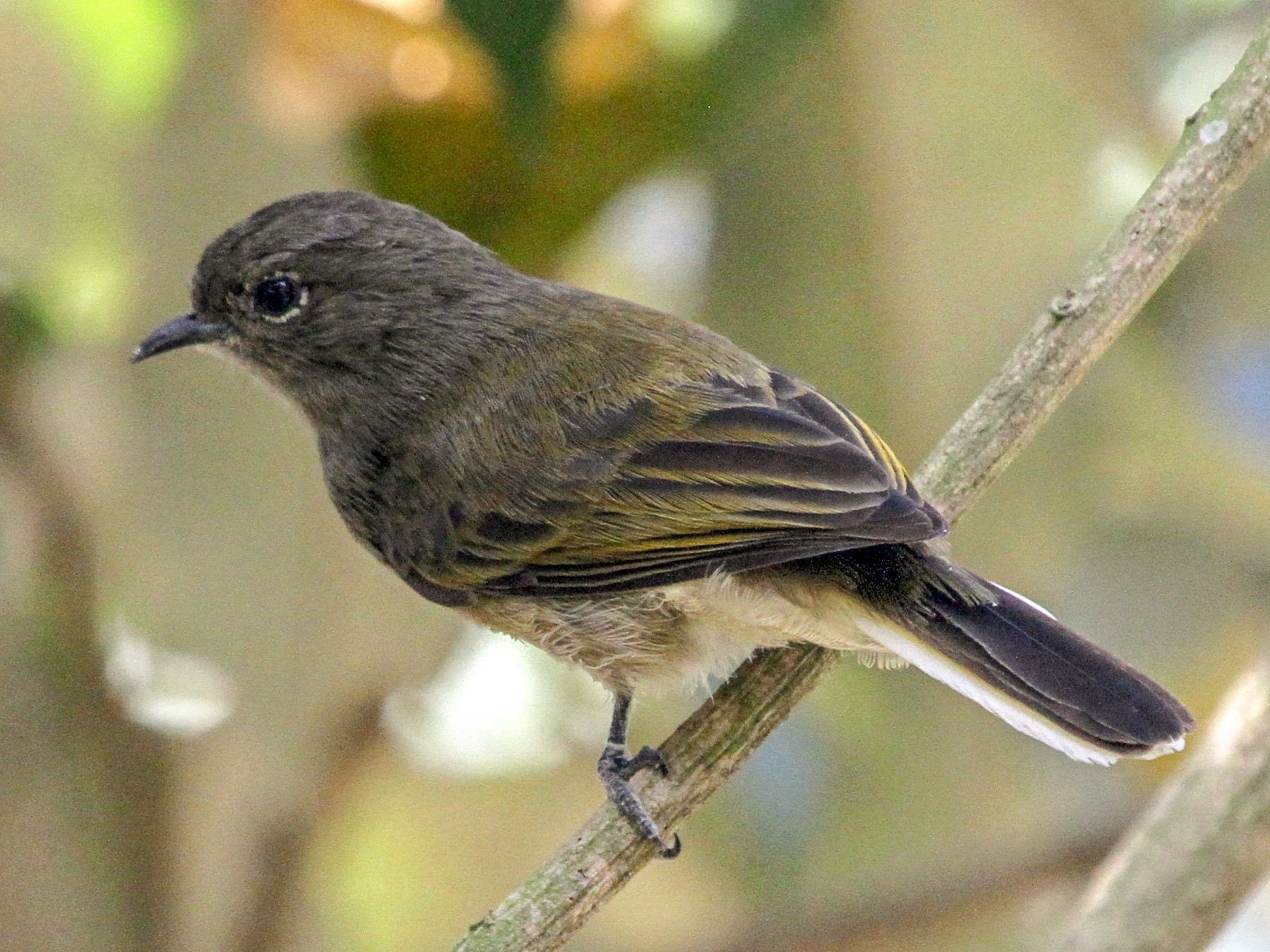 Cassin's Honeyguide - eBird