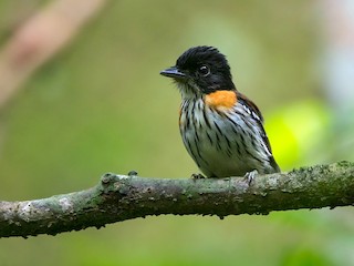 Rufous-sided Broadbill - eBird