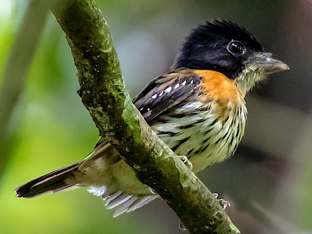 Rufous-sided Broadbill - eBird
