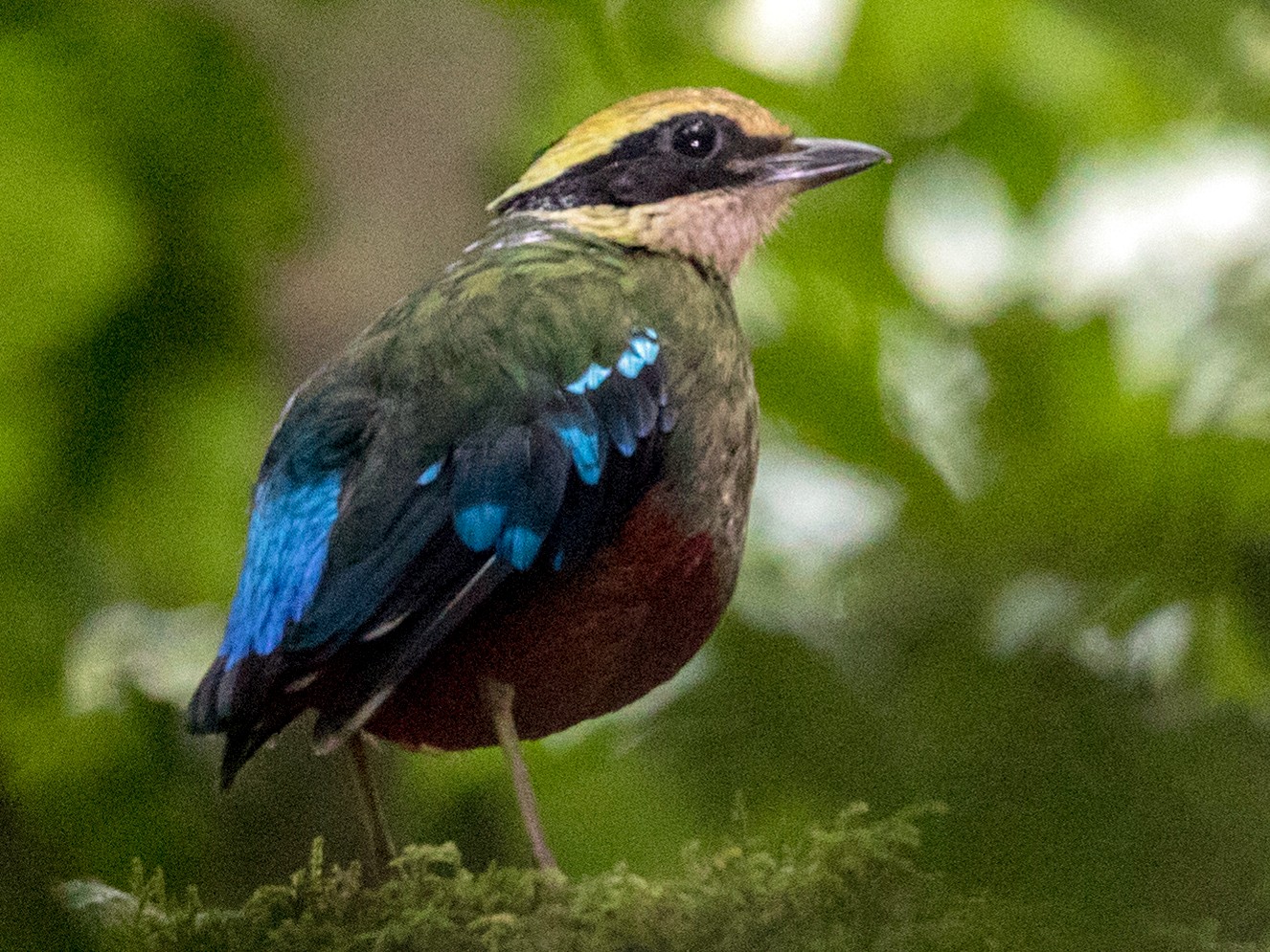 Green-breasted Pitta - eBird