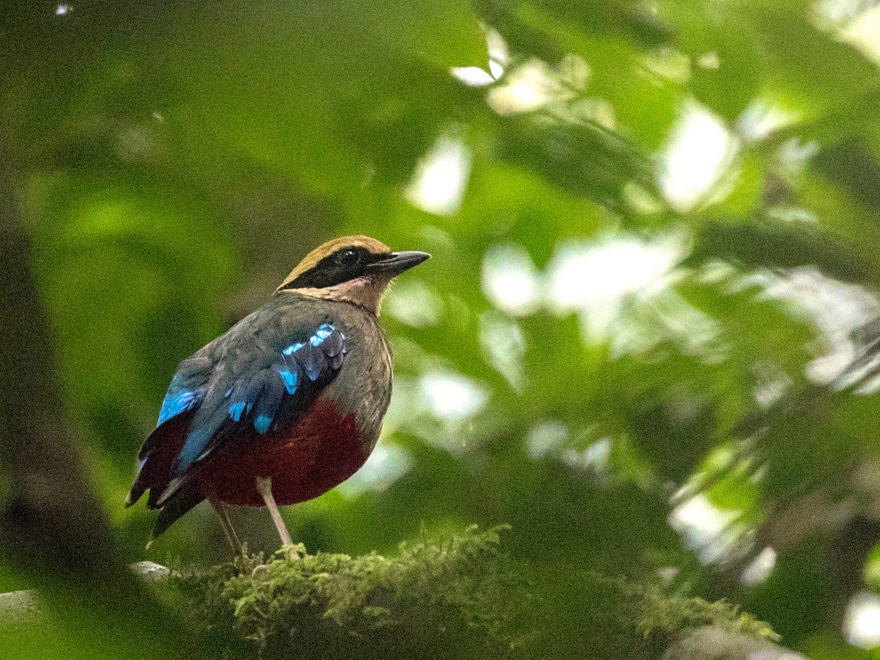 Green-breasted Pitta - eBird