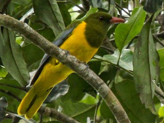 Green-headed Oriole - eBird