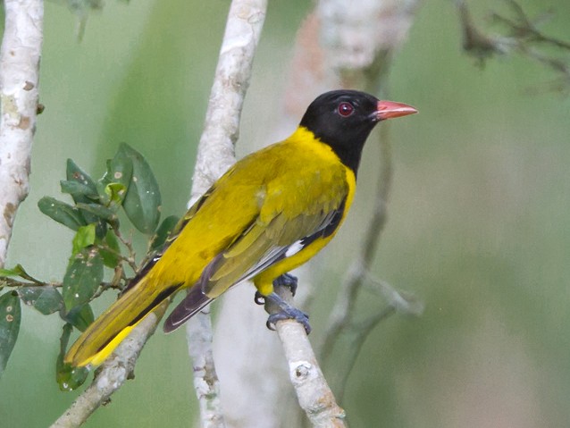 Western Black-headed Oriole - eBird