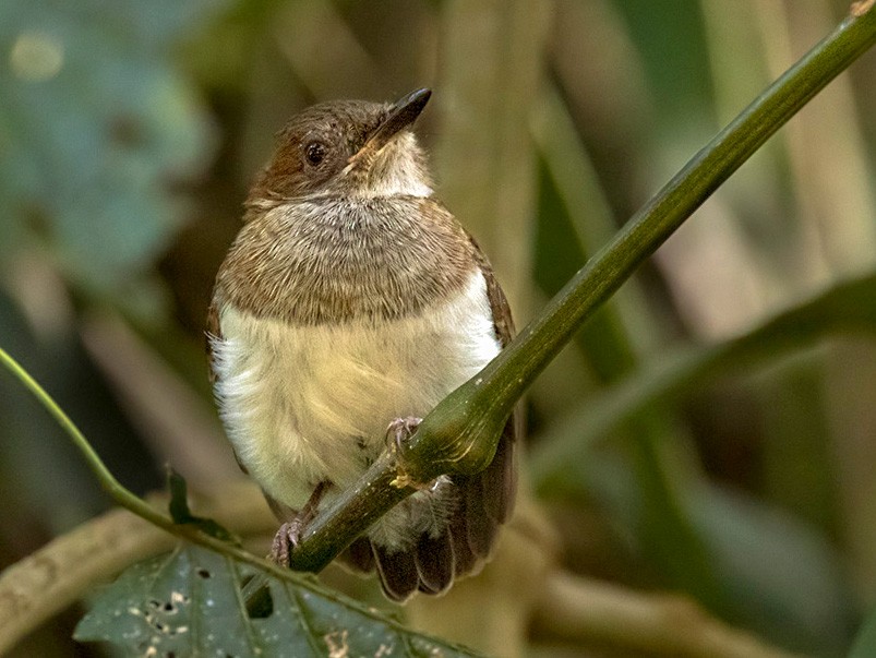 Chestnut Wattle-eye - eBird