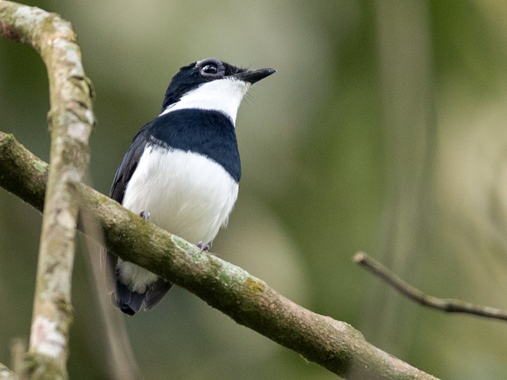 Chestnut Wattle-eye - eBird