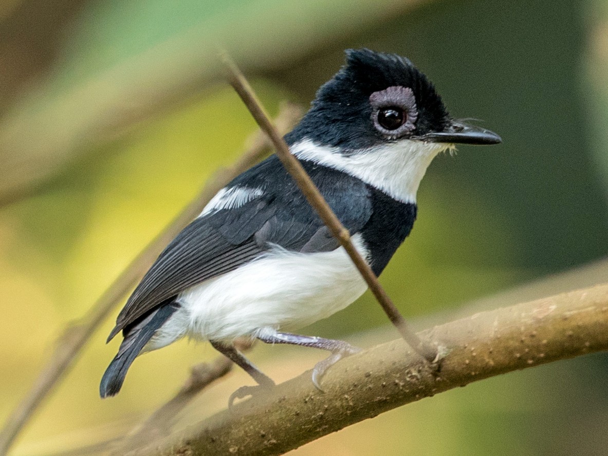 Chestnut Wattle-eye - eBird