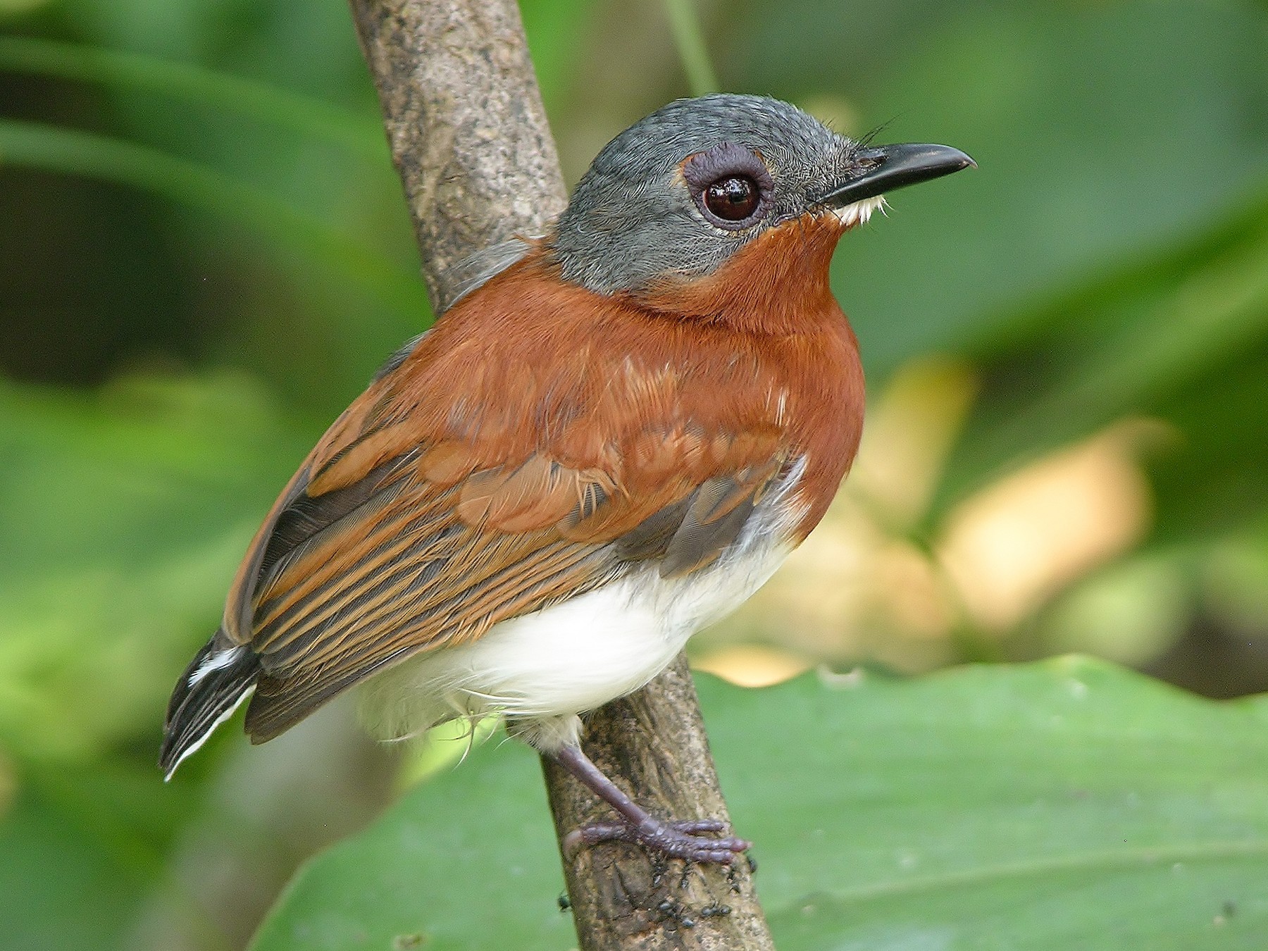 Chestnut Wattle-eye - eBird