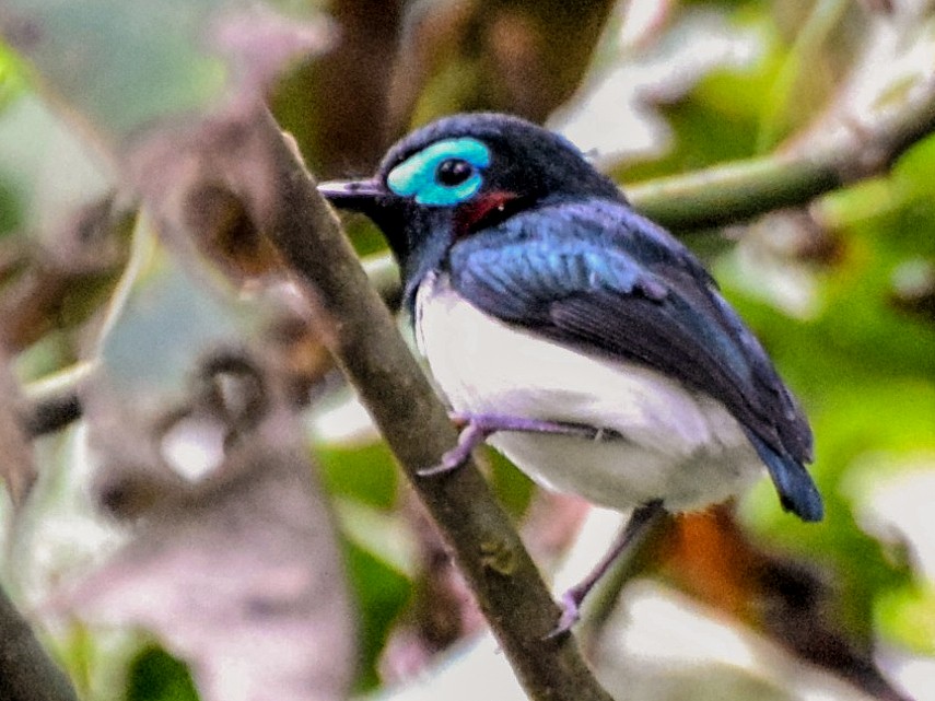 Jameson's Wattle-eye - eBird