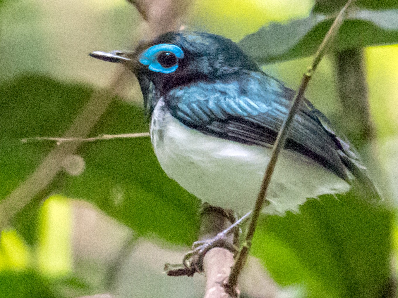 Jameson's Wattle-eye - eBird