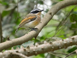 Short-tailed Batis - eBird