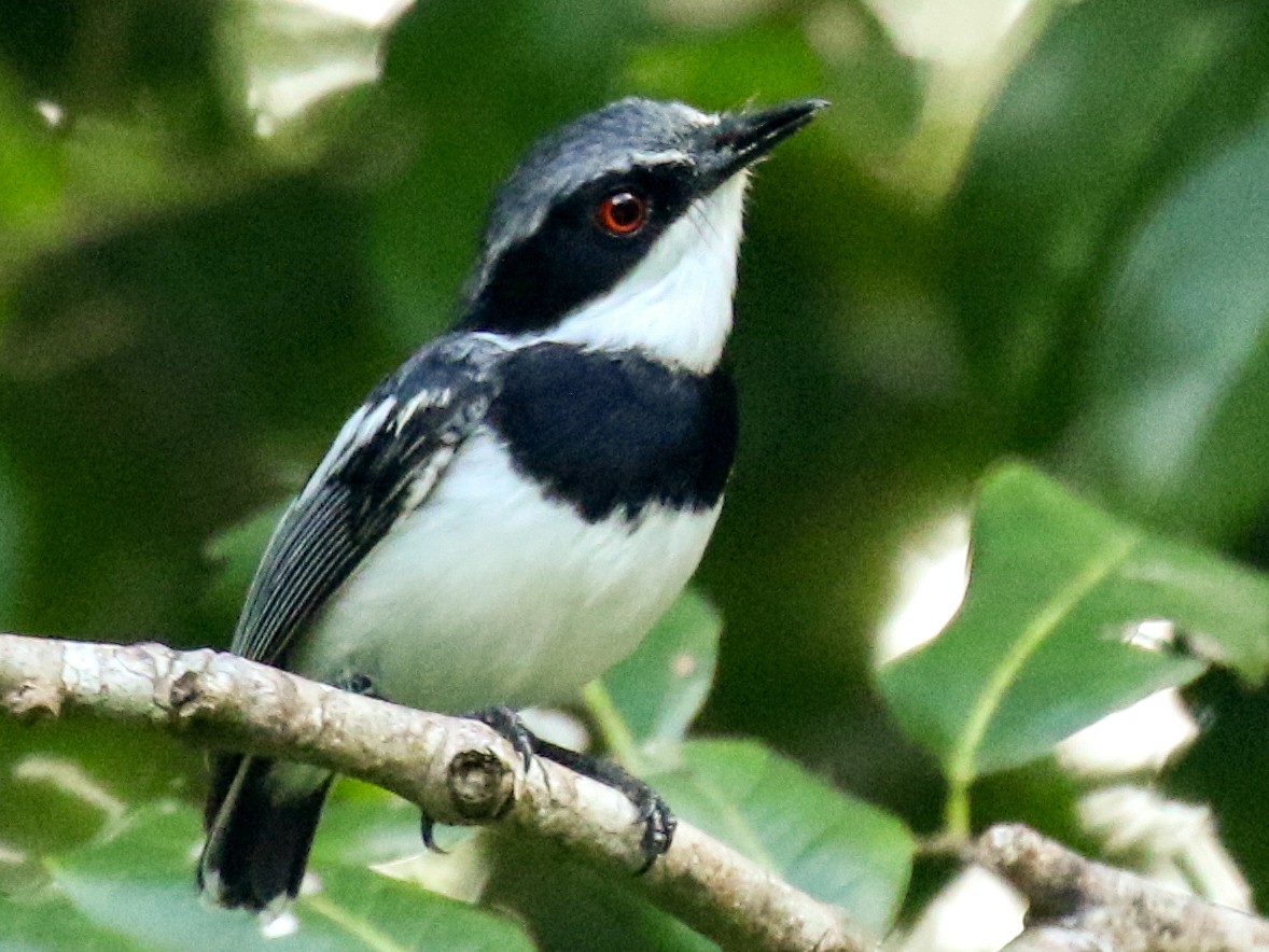 Short-tailed Batis - eBird