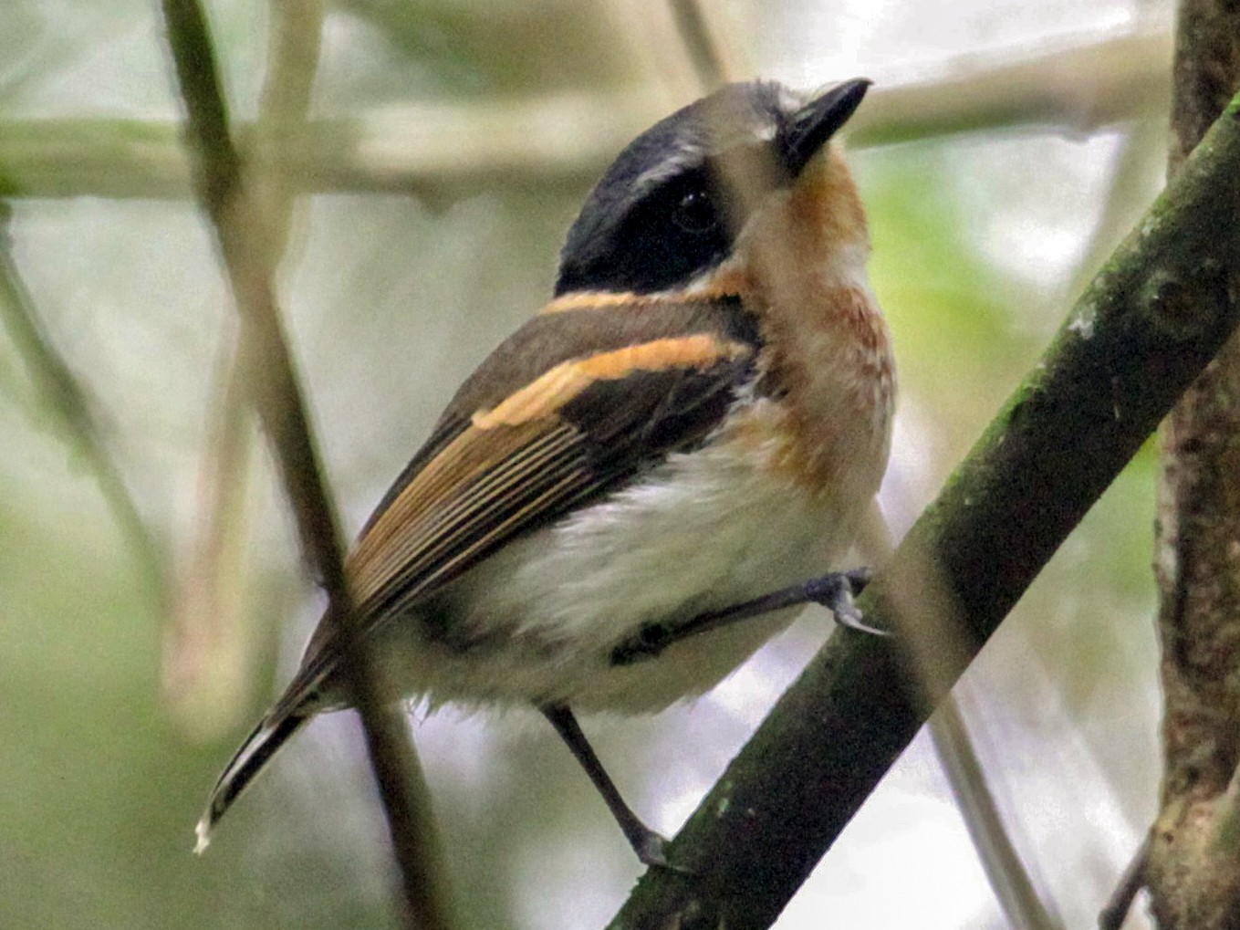 Forest/Reichenow's Batis - eBird