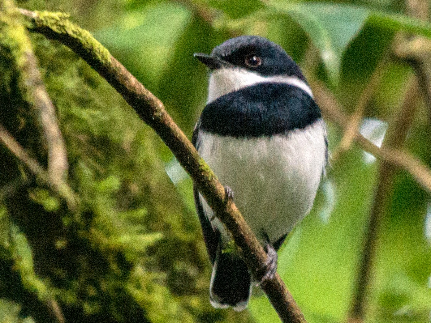 Short-tailed Batis - eBird