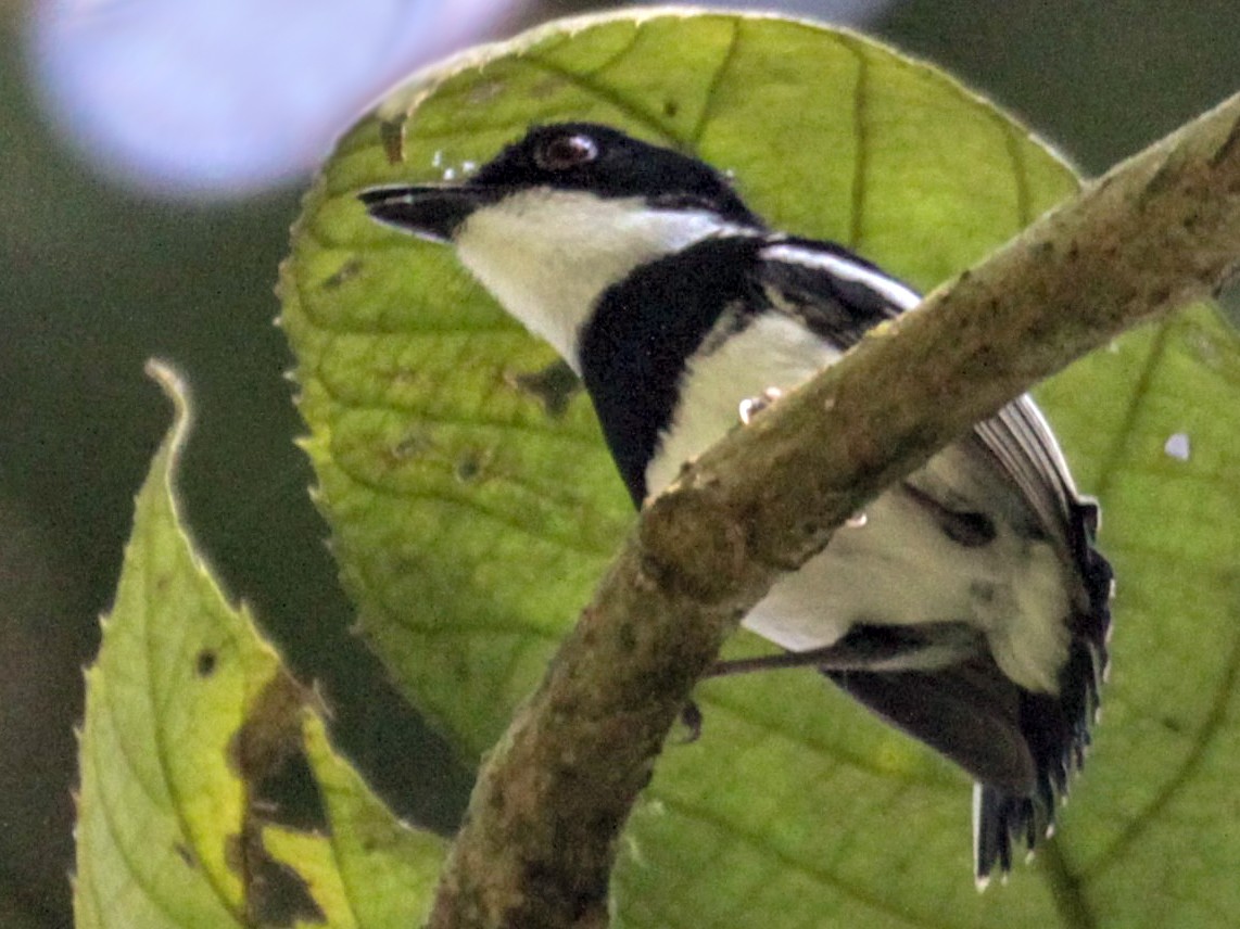 Dark Batis - eBird