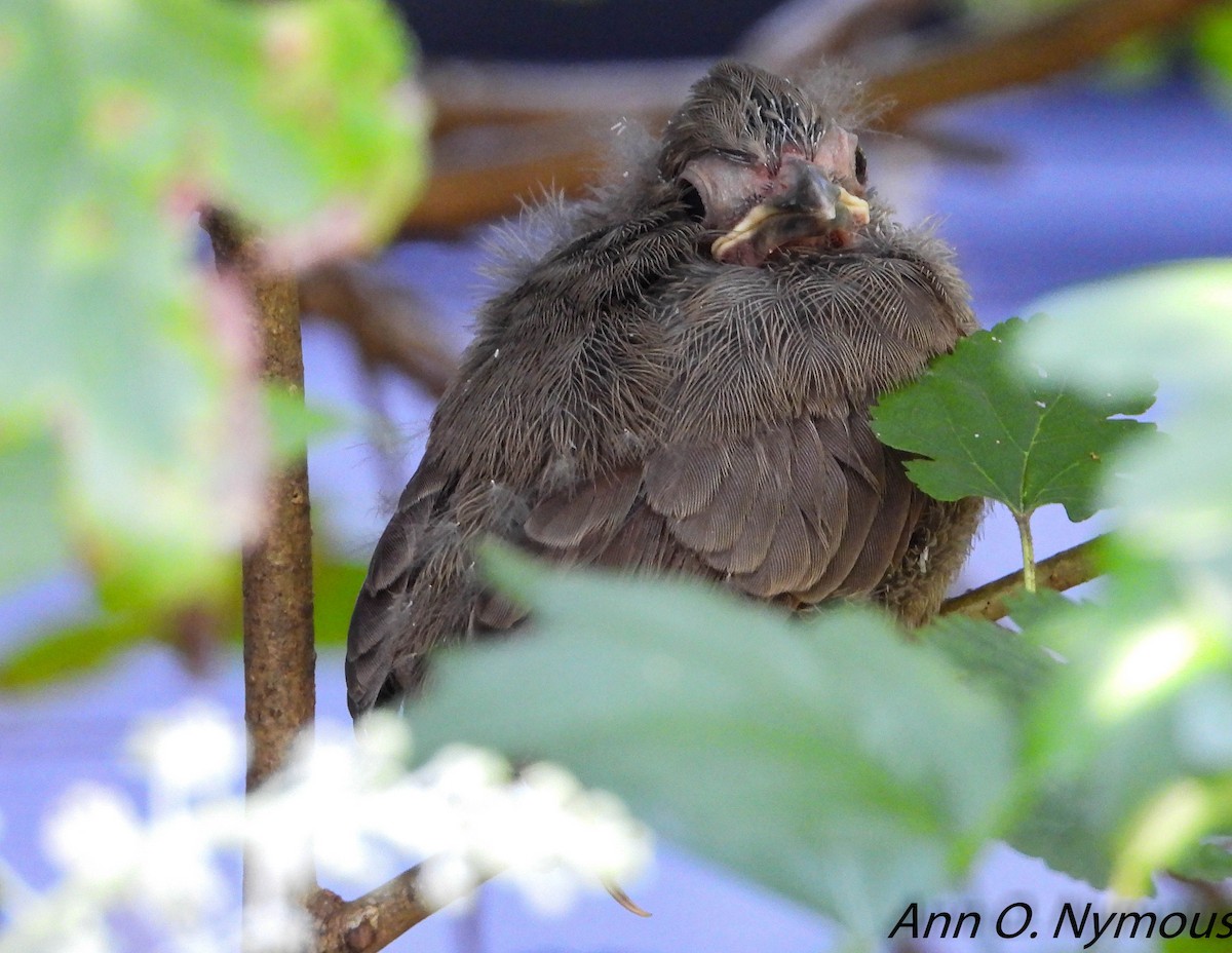 Maryland-DC Breeding Bird Atlas Checklist - 27 Jul 2020 - Fort ...