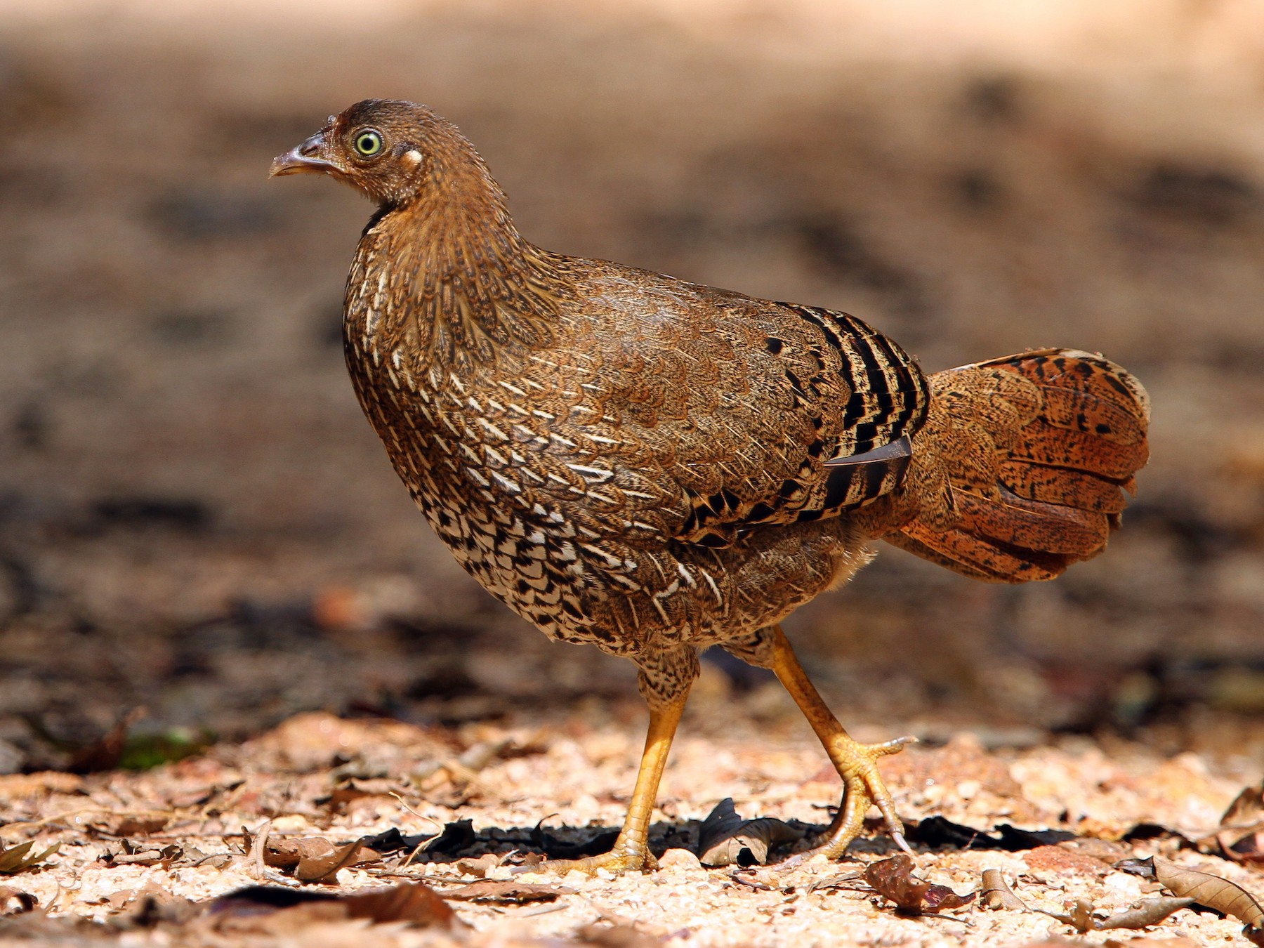 The Exquisite Sri Lanka Junglefowl A Symbol Of Sri La